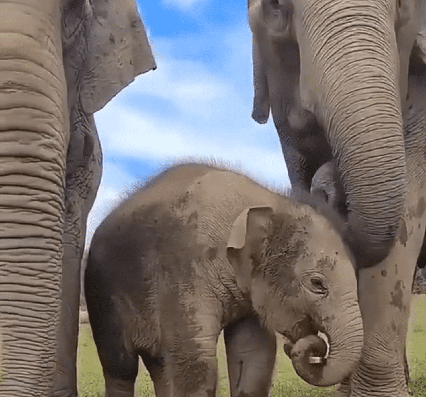 What Does An Elephant Eat For Dinner? It Depends